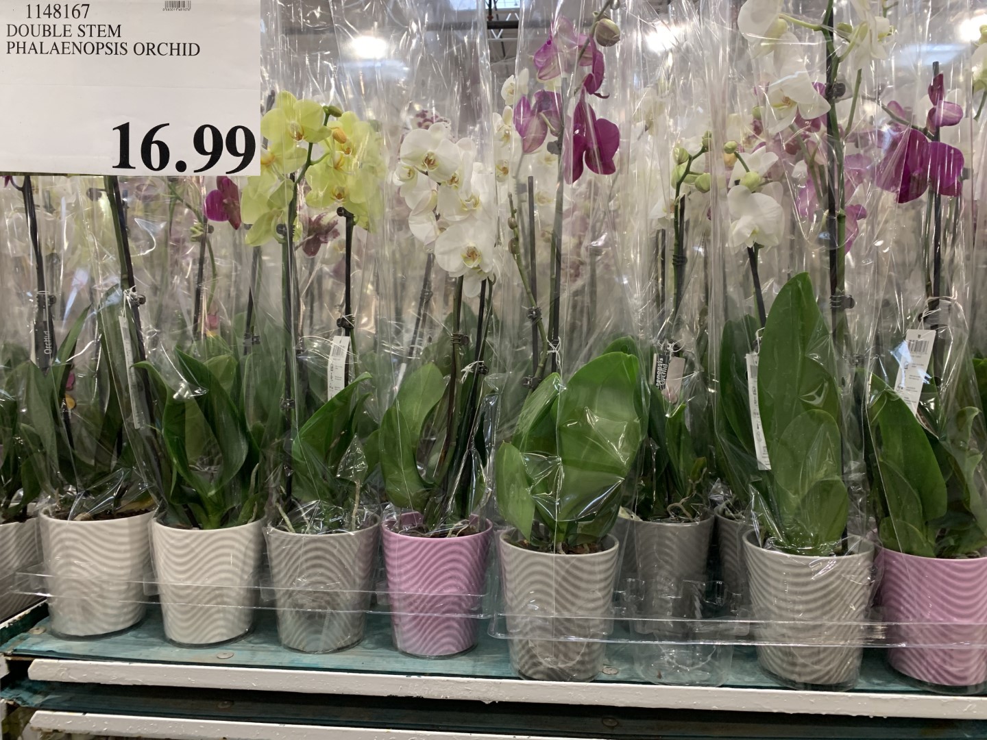 Costco Winter Aisle 2020 Superpost! Furniture, Home & Garden - Costco ...