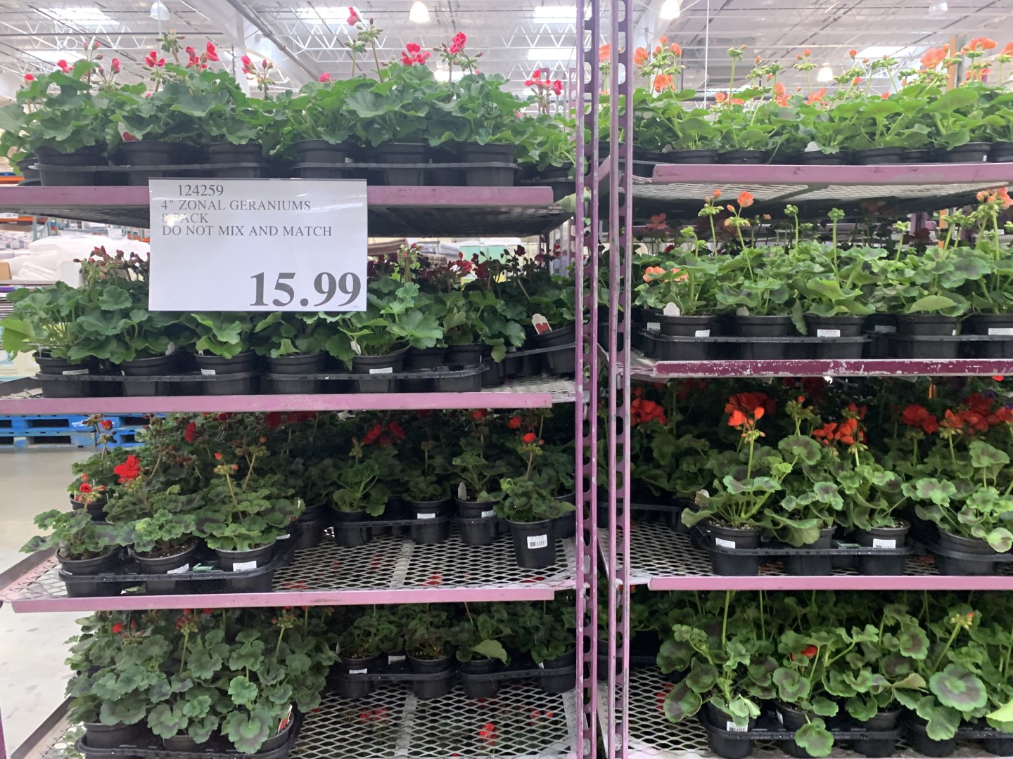 Costco Spring Aisle 2020 Superpost! Home, Garden & Plants - Costco West ...
