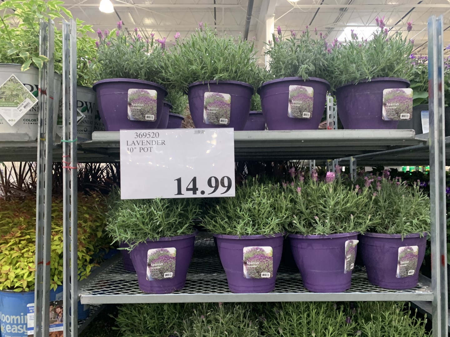 Costco Spring Aisle 2020 Superpost! Home, Garden & Plants - Costco West ...