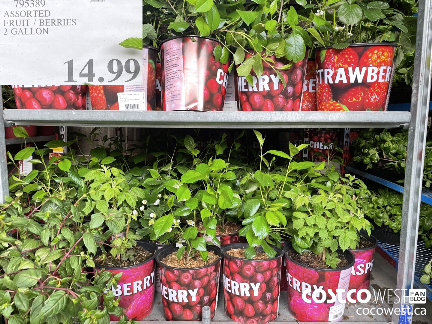 Costco 2022 Spring Superpost: The Entire Garden Centre! - Costco West ...